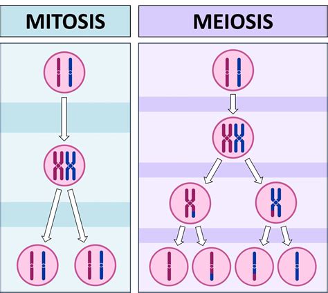 Best 13 Mitosis Definition Stages And Purpose With Diagram Artofit