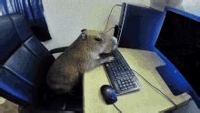 Cute Capybara S Tenor