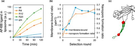 Evaluation Of The Obtained Alpha Hemolysin Mutant A Time Course Of Download Scientific
