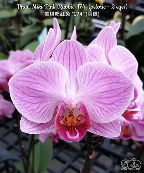 美琪園藝 Miki Orchid