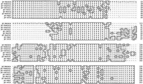 dna sequence alignment of a portion of the mitochondrial large subunit