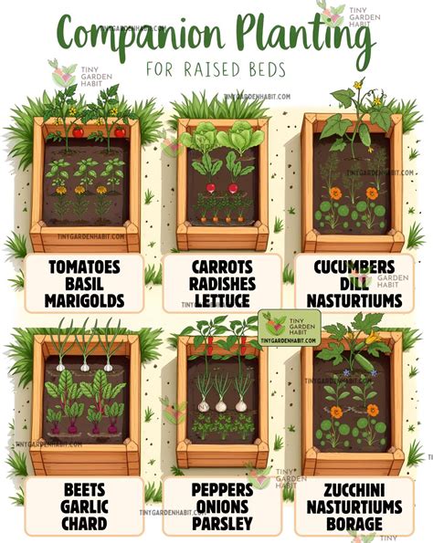 Diy Garden Growing Hacks Companion Planting For Raised Beds What To