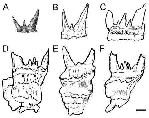 Teeth And Tooth Families Of Doliodus Problematicus Woodward 1892a Download Scientific