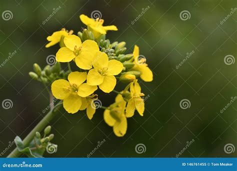 Oilseed Brassica Napus Stock Image Image Of Botany 146761455