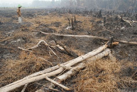 Forest Fire Effects On Environment At Kathy Armstrong Blog