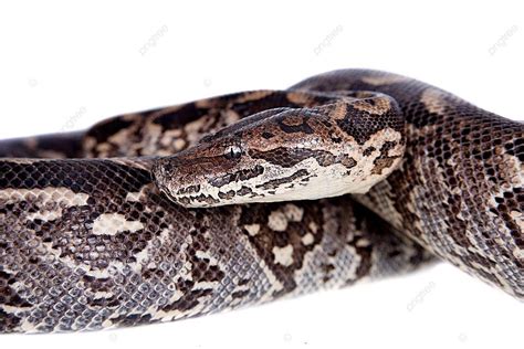 Dumerils 地面蟒蛇在白色野生動物蟒蛇優雅 照片背景圖桌布圖片免費下載 Pngtree