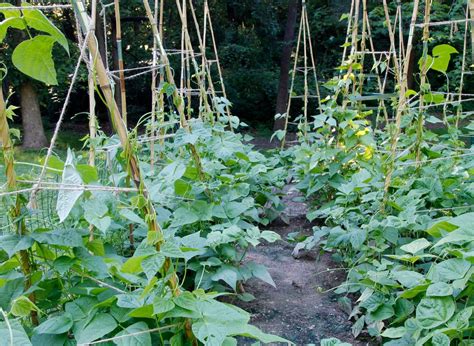 bush beans vs pole beans how they differ and which one is better