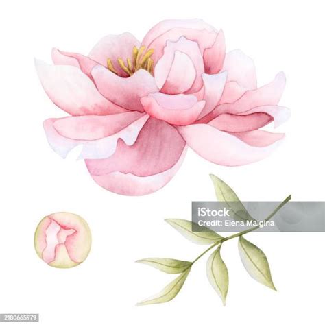 분홍색 모란 와 새싹 와 녹색 가지 와 잎 수채화 그림 세트 와 백색 절연 절연 벽 봄 결혼식 또는 플로리스트 디자인을위한