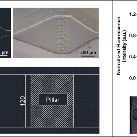 A Optimized Chip Prototype Top View 2d Cad Left And Download