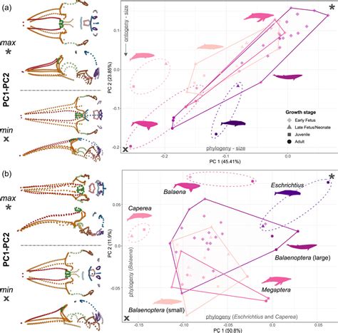 Testing Heterochrony Connecting Skull Shape Ontogeny And Evolution Of
