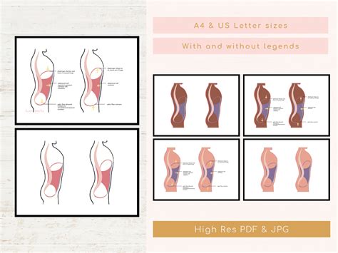 Diaphragmatic Breathing And Pelvic Floor M PDF PNG Canva Templates Pelvic Floor