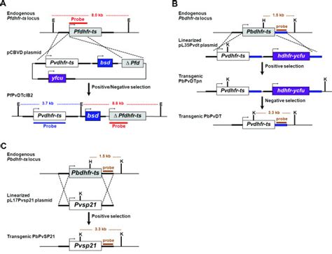 Diagrammatic Representation Of Strategy To Generate Transgenic