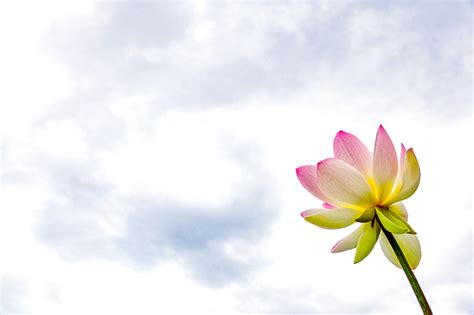 유토이미지 불교를 상징하는 연꽃