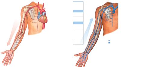 Upper Extremity Diagram Quizlet