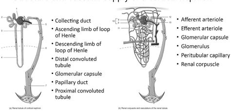 solved hello please help collecting duct ascending limb of loop of