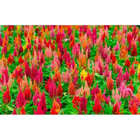 150 Mixed Pampas Plumes Cockscomb Celosia Plumosa Flower Seeds