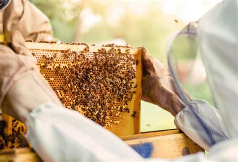 What Is Braula Fly A Beekeepers Guide Bee Professor