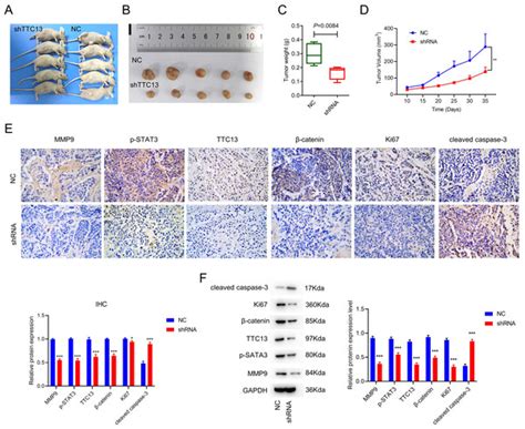 TTC13 Expression And STAT3 Activation May Form A Positive Feedback Loop To Promote CcRCC