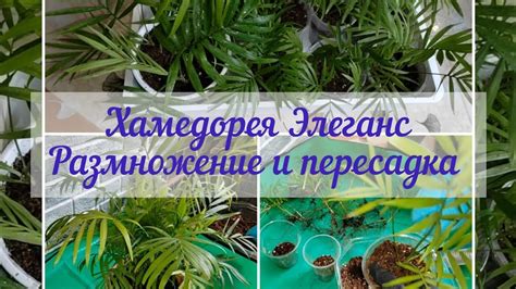 Хамедорея Элеганс. Размножение путем деления куста и пересадка в свежий ...