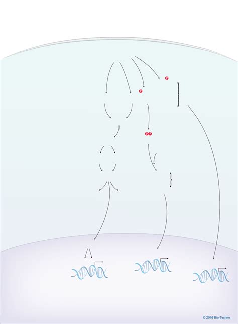 Type Iii Interferon Signaling Pathways Randd Systems