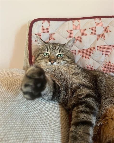 loveyouStepan :: котэ :: лапка :: кот Степан - SafeReactor