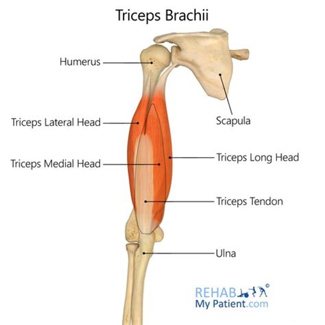 Aandp Lab 5 Extensors Of Forearm At Elbow Flashcards Quizlet