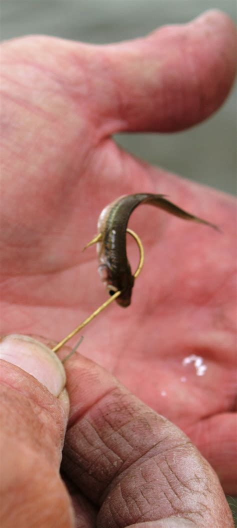 Minnows Can Be The Key To Getting Crappie To Bite