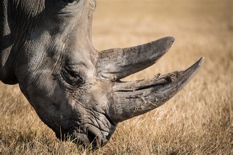 Imagen Gratis Naturaleza Animales Rinoceronte África Retrato