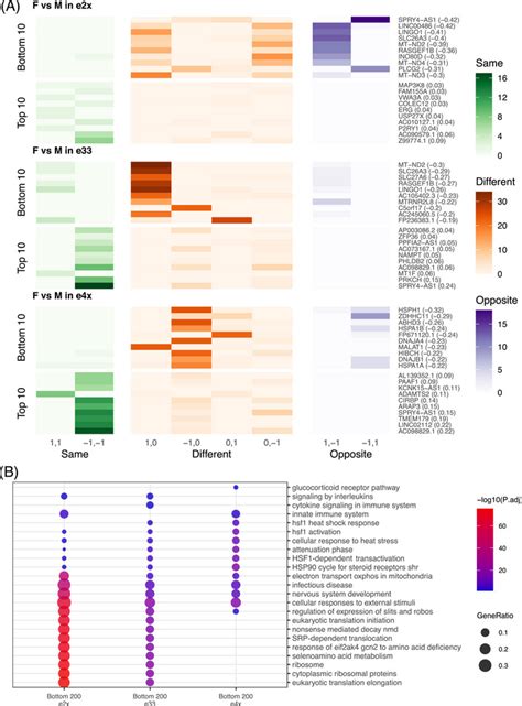 Single‐cell Transcriptomic Analysis Reveals Apoe Genotype‐dependent Sex