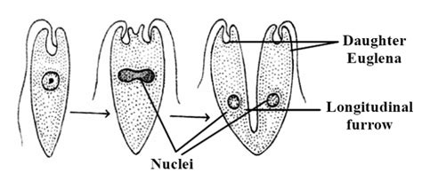 Binary Fission In Leishmania