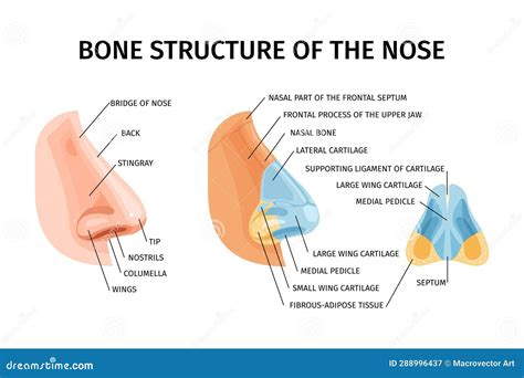 bone structure of nose infographics stock vector illustration of body
