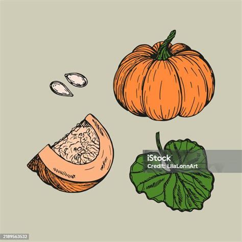 호박 스케치 윤곽선 그림이 컬러로 설정되어 있습니다 조각 스타일의 간단한 낙서 그림 손으로 그린 벡터 라인 아트 클립아트 계절에 대한 스톡 벡터 아트 및 기타 이미지