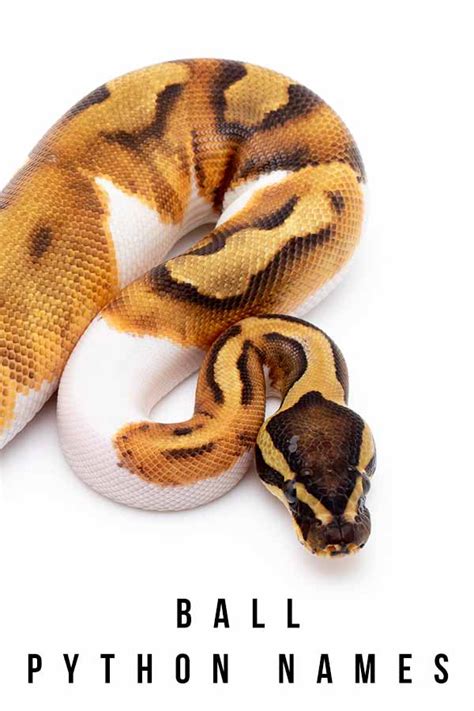 Ball Python Names Over 300 Funny Cool And Cute Ideas Ball Python Names Over 300 Funny Cool And Cute Ideas