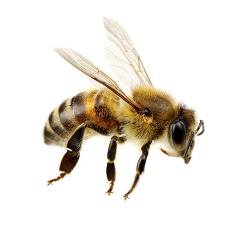 Honey Bee Facts Information Florida Pest Control