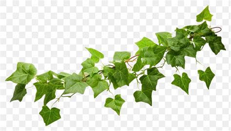 Vine Tree Png Clipart