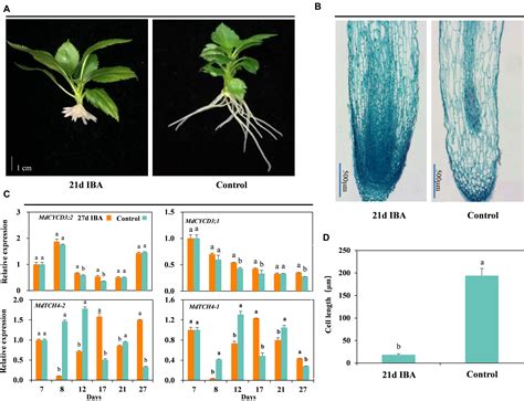 Adventitious Roots Adventitious Roots