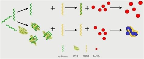 Toxins Free Full Text Highly Sensitive Colorimetric Detection Of Ochratoxin A By A Label
