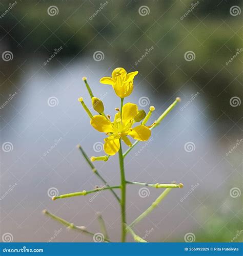Rorippa Sylvestris Stock Image Image Of Brassicaceae 266992829