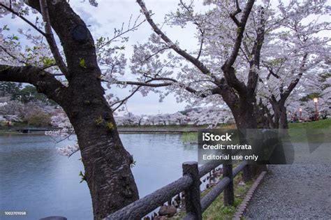 Cherry Blossom Festival At Takamatsu Park Morioka Iwate Tohoku Japan On