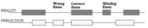 10 Accuracy Measures In Gene Prediction At Exon Level From Burset And
