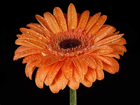 Untitled Kutub Uddin Flickr