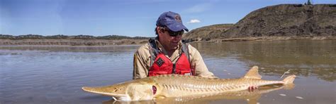 Pallid Sturgeon Management Montana Fwp