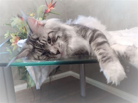 European Maine Coon Kittens For Sale Usa Maine Coon Kittens For Sale