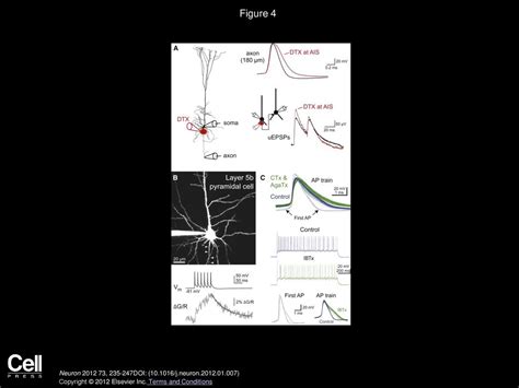 Signal Processing In The Axon Initial Segment Ppt Download