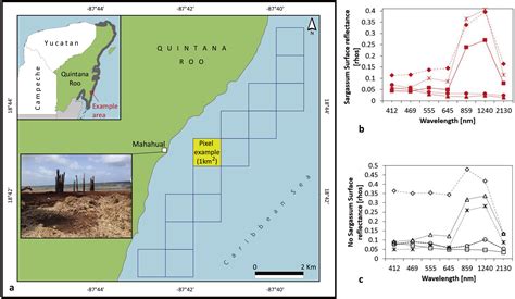 Erisnet Deep Neural Network For Sargassum Detection Along The
