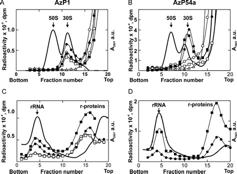 Conformation Of 4 5s Rna In The Signal Recognition Particle And On The 30s Ribosomal Subunit