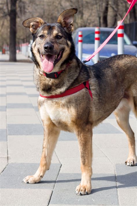 Собака Лиза из приюта в добрые руки