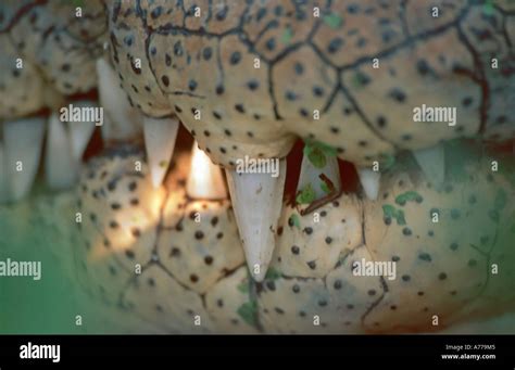 Close Up Of Nile Crocodiles Crocodylus Niloticus Large Teeth And