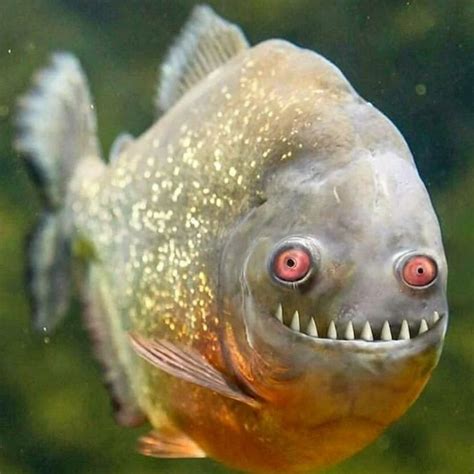 Create Meme Piranha Smiles Piranhas Pictures Meme