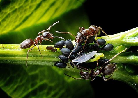 Ants And Aphid Symbiosis Bug Under Glass